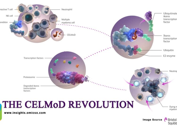 The CELMoD Revolution: How Bristol-Myers’ Iberdomide and Mezigdomide ...